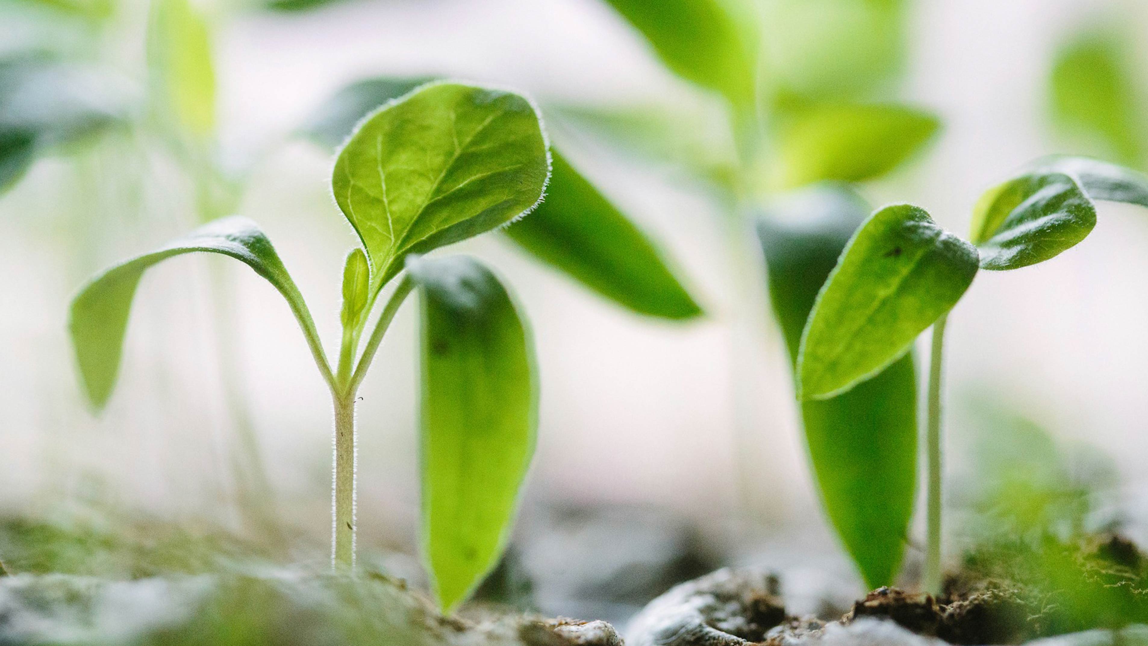 Unite! Seed Fund Workshop – Técnico Lisboa